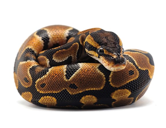 ball python teeth removal