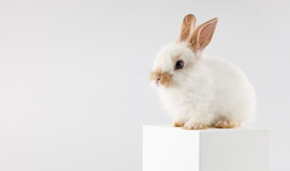 Small Animal Care: Tips & Guides for New Pets | Petco