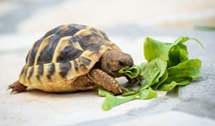 Reptile Food and Nutrition Tips & Guides | Boop By Petco