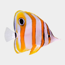 Saltwater Fish for Sale | Petco