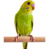 Green Parakeets for Sale | Melopsittacus undulatus | Petco