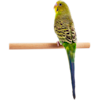 Green Parakeets for Sale | Melopsittacus undulatus | Petco
