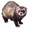 Ferrets for Sale: Live Pet Ferrets for Sale | Petco