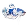 Male Blue Marble Bettas for Sale: Order Online | Petco