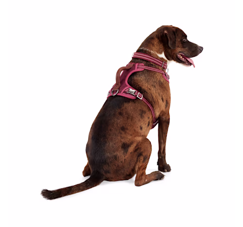 11 Best Dog Harnesses to Buy in 2023