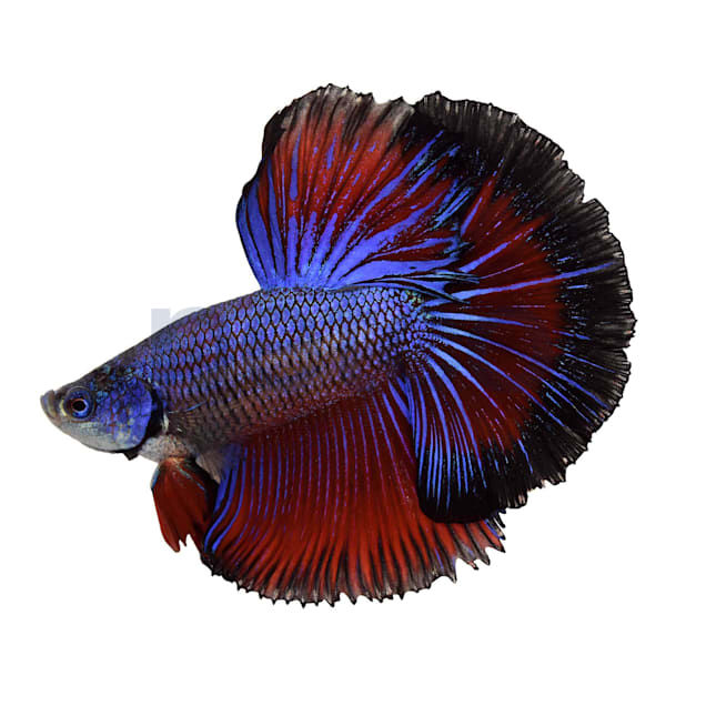 half moon betta fish lifespan