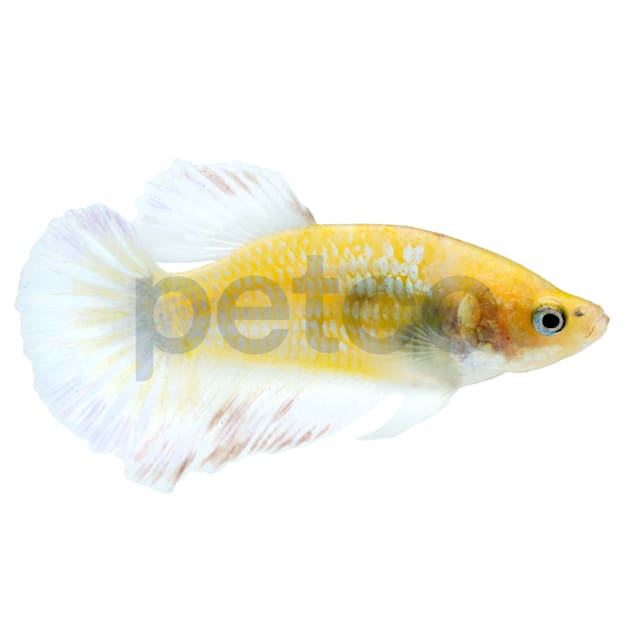 Female Veiltail Betta Fish | Siamese Fighting Fish - Extra Large | Petco