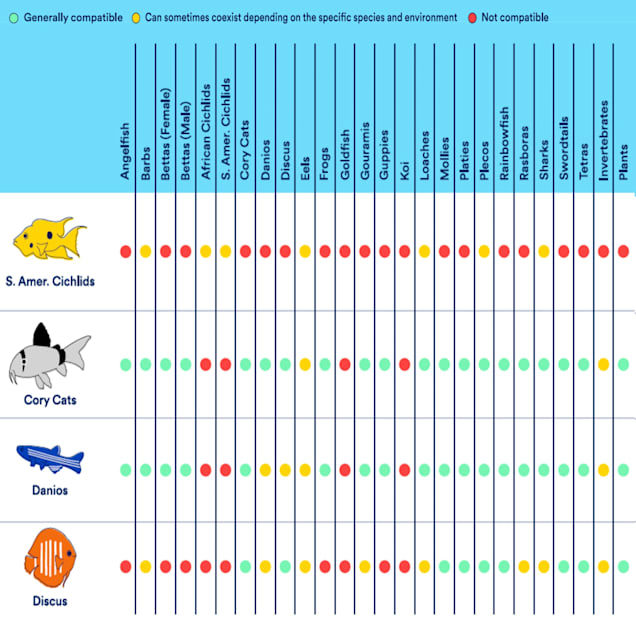 compatible aquarium fish