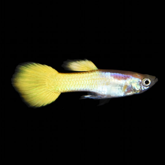 Male Yellow Guppys for Sale: Order Online | Petco