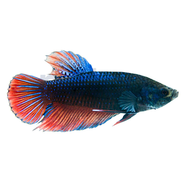 Male King Betta Fish | Petco