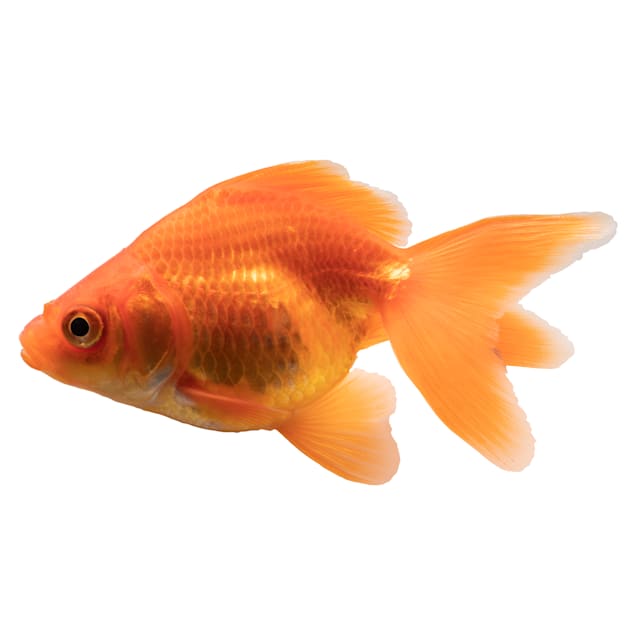 Petco Goldfish