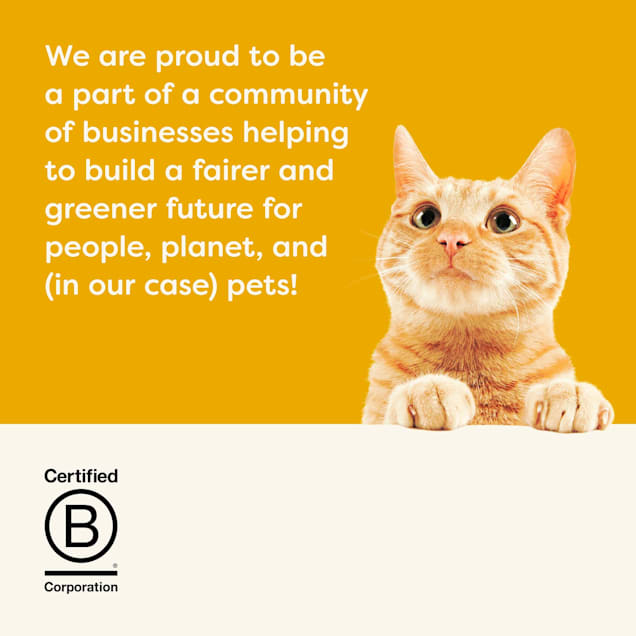 how to boil a chicken breast for a cat