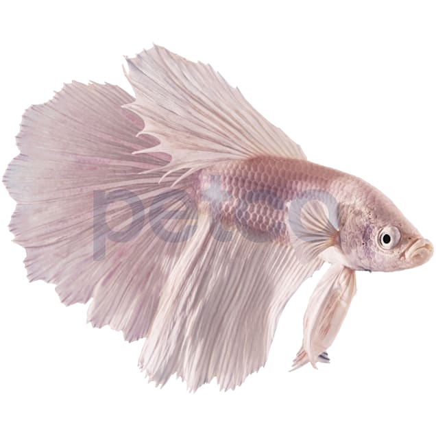 halfmoon betta white