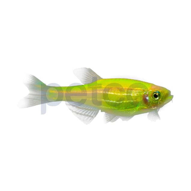 danio glofish temperature