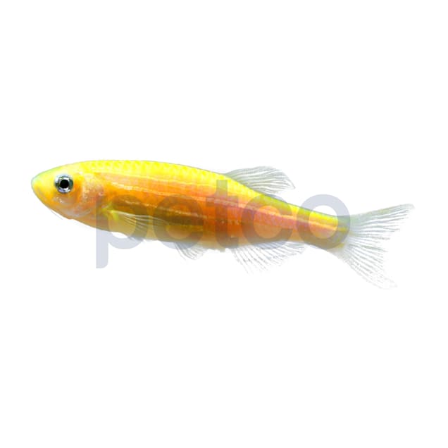 danio glofish temperature