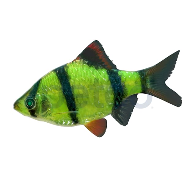 green barb fish size
