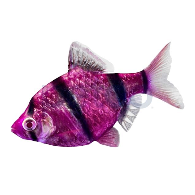 tiger barb compatibility chart