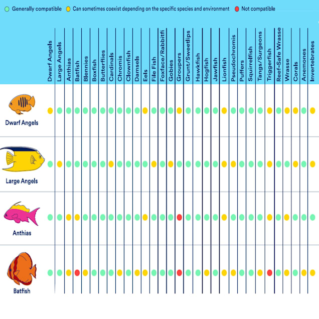 flameback angelfish size