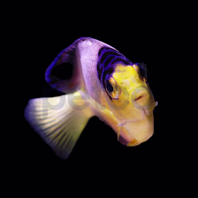 angelfish changing colour