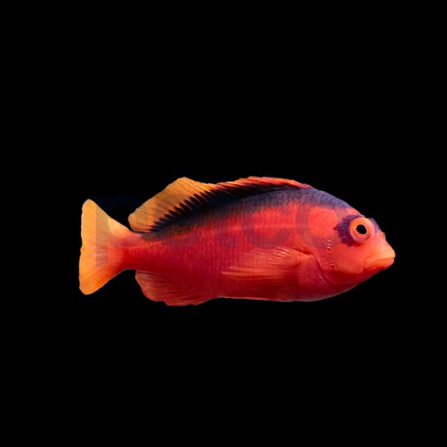 flame hawkfish diet