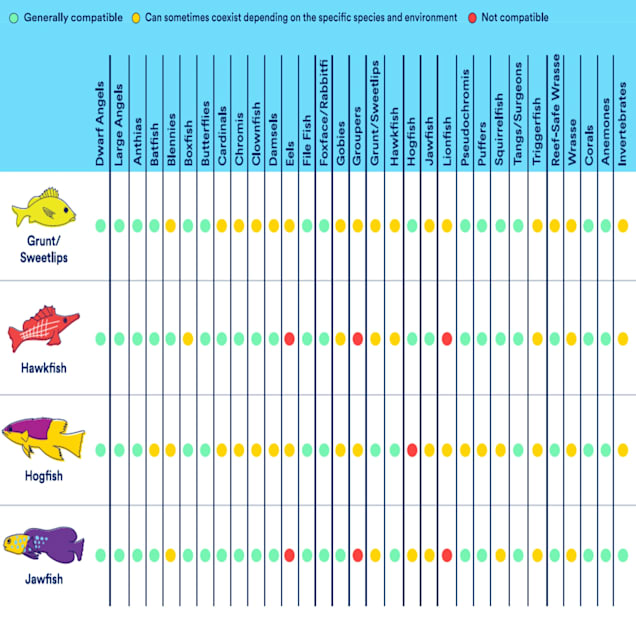 flame hawkfish compatibility