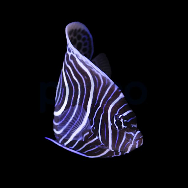 empire angelfish