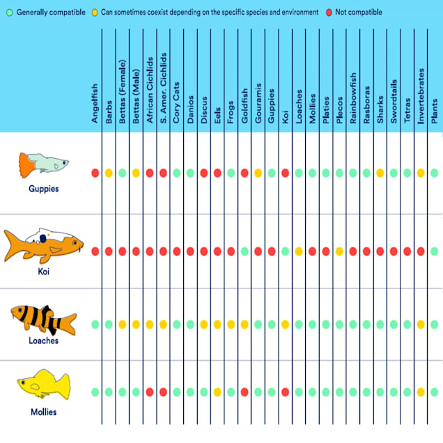 koi fish compatibility chart