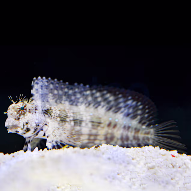 linear blenny reef safe