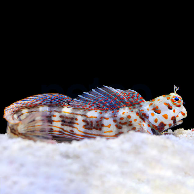 dot dash blenny
