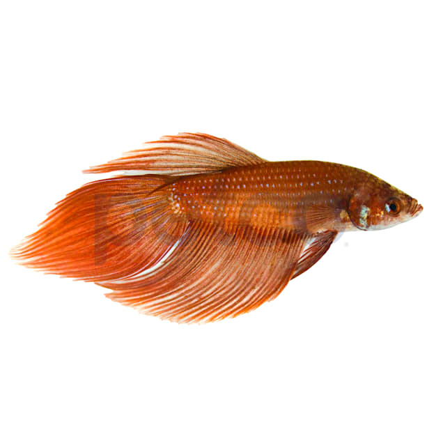 Male Samurai Betta | Petco