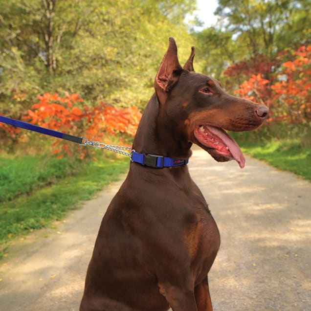 red doberman collars