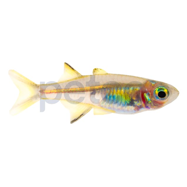 Celebes Rainbowfish For Sale | Petco