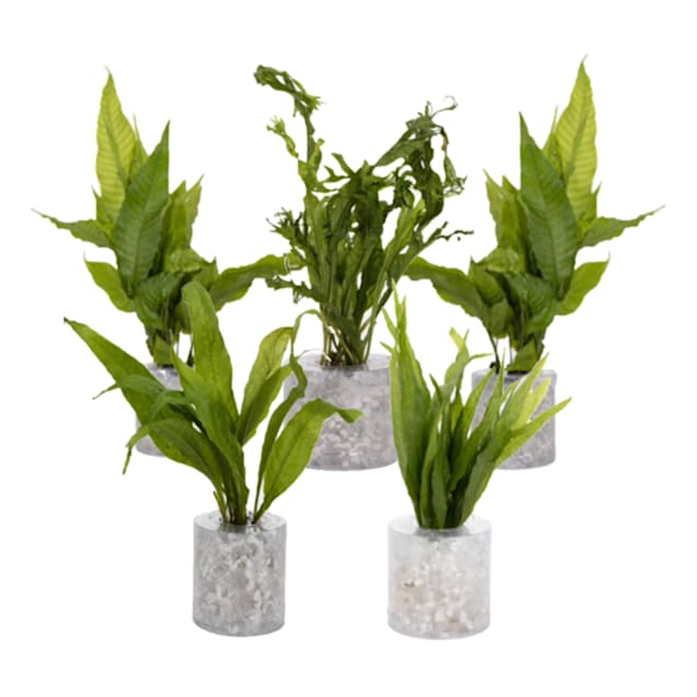 Tube Plant Combo Pack B | Petco