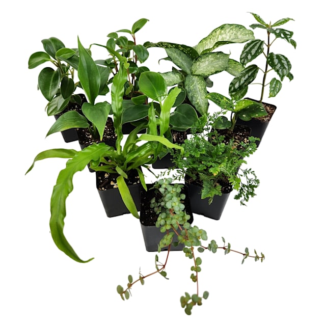 ball python habitat plants