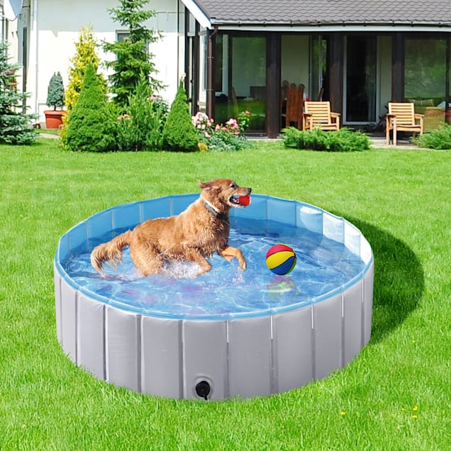 swimming pool for dogs and owners