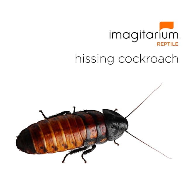 Hissing Cockroach (Gromphadorhina portentosa), Large, 100 Count | Petco