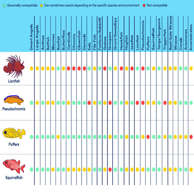 neon dottyback compatibility