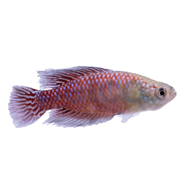 killifish tank