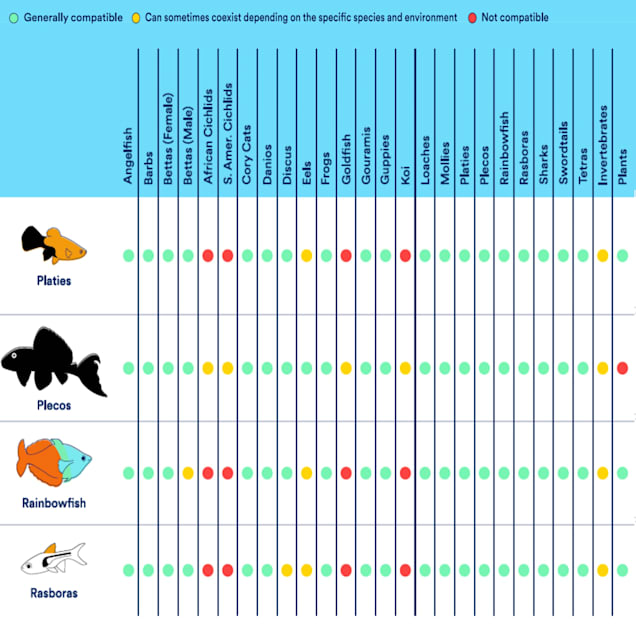 brilliant rasbora temperature