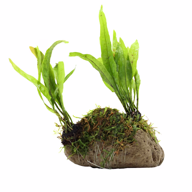java moss tree petco