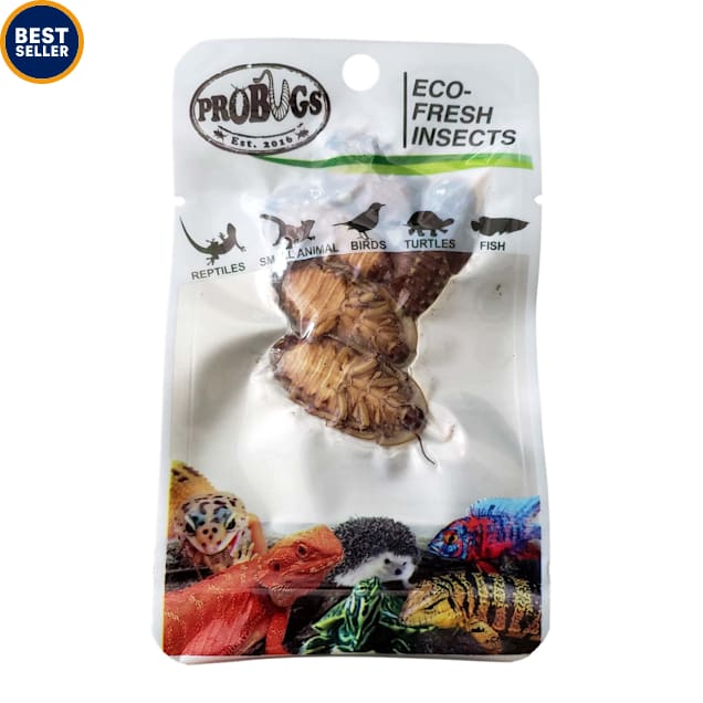 Pro Bugs Eco Fresh Dubia Cockroach, Count of 5 | Petco