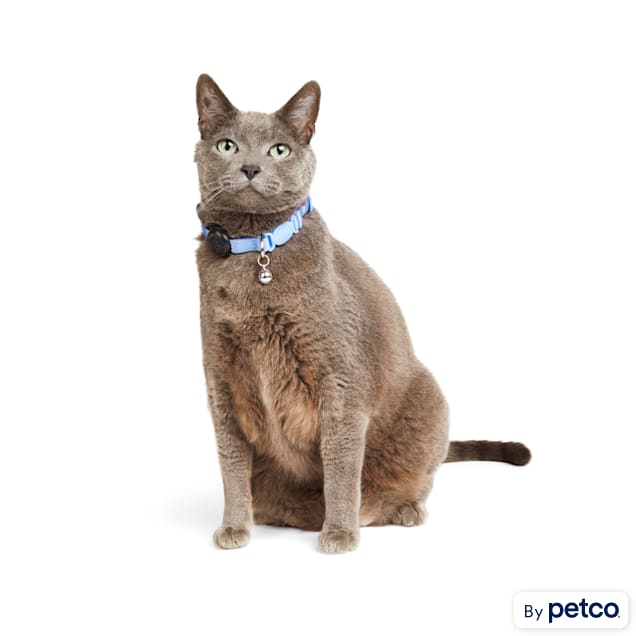 YOULY Blue LED Cat Collar | Petco