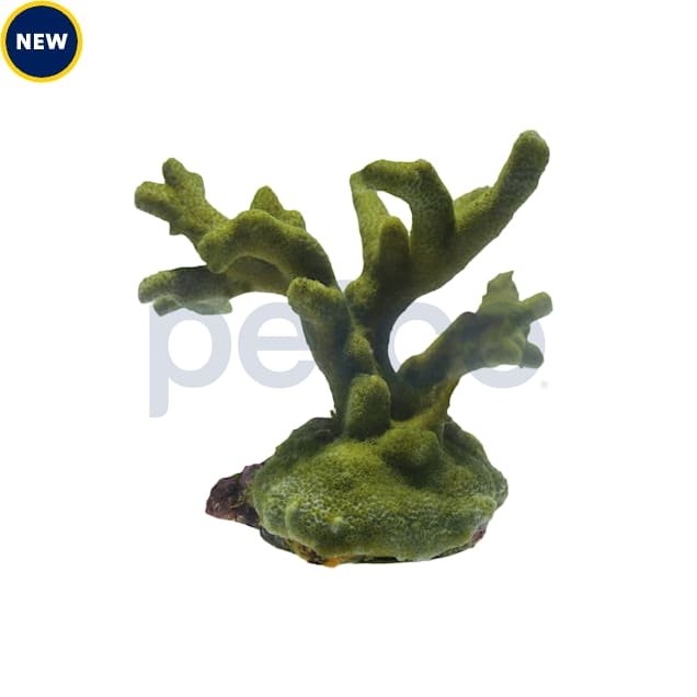 Aquacultured Green Digitata Coral (Montipora digitata) | Petco