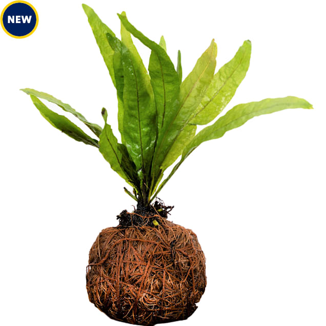 Coco Ball with Plant | Petco