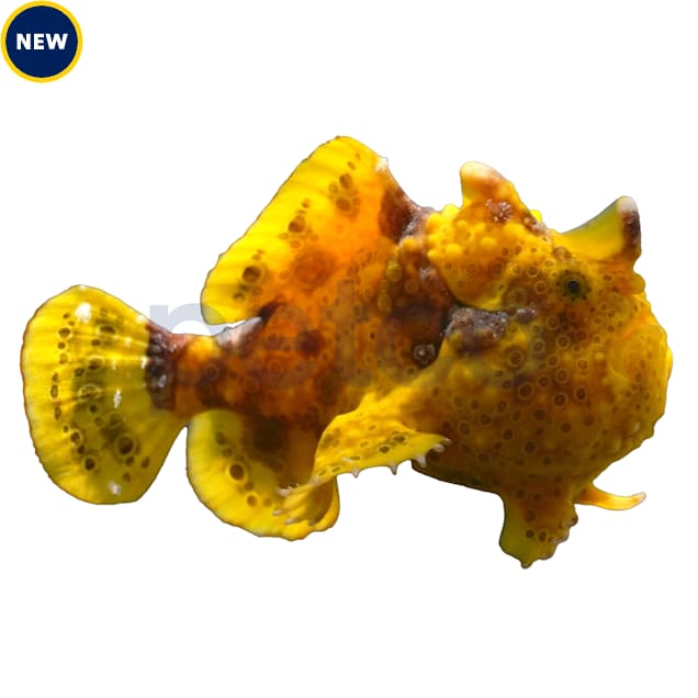 Colored Angler- Large, 4.25"-6.25" | Petco