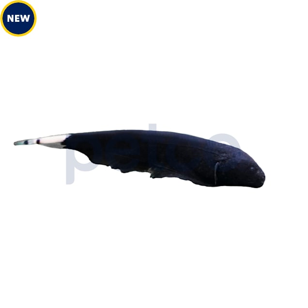 Black Ghost Knifefish | Petco