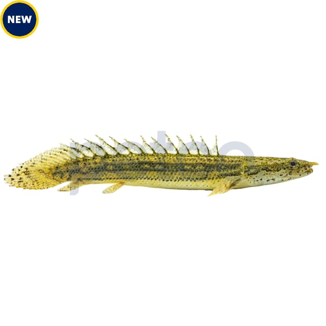 Lapradei Bichir | Petco