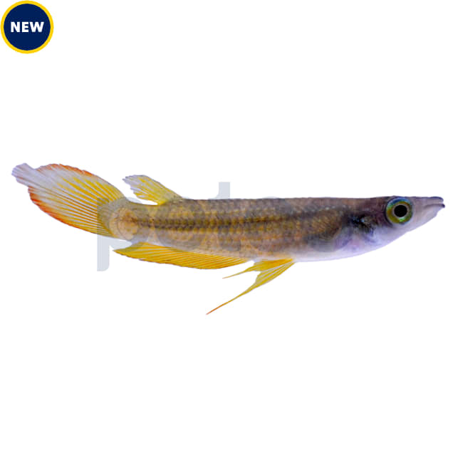 Golden Wonder Killifish | Petco