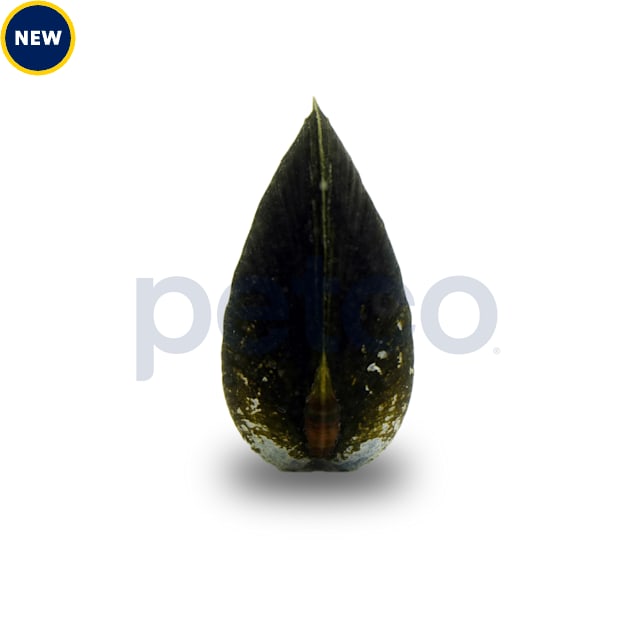 Black Snow Clam | Petco