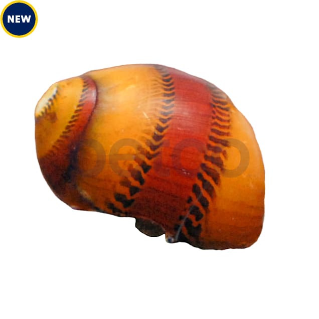 Yellow Racer Nerite Snail For Sale | Petco